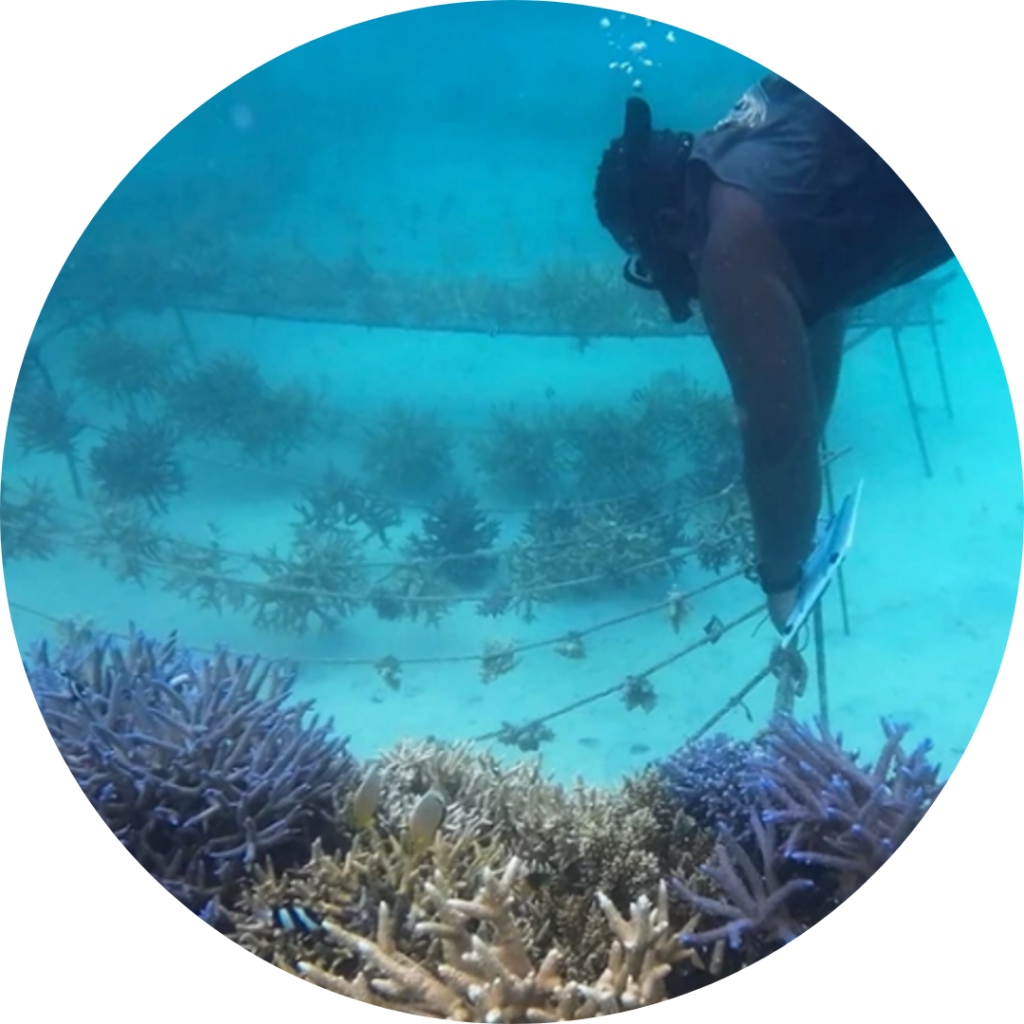 Coral Conservation this World Ocean Day 2024 - Lomani Island Resort & Spa