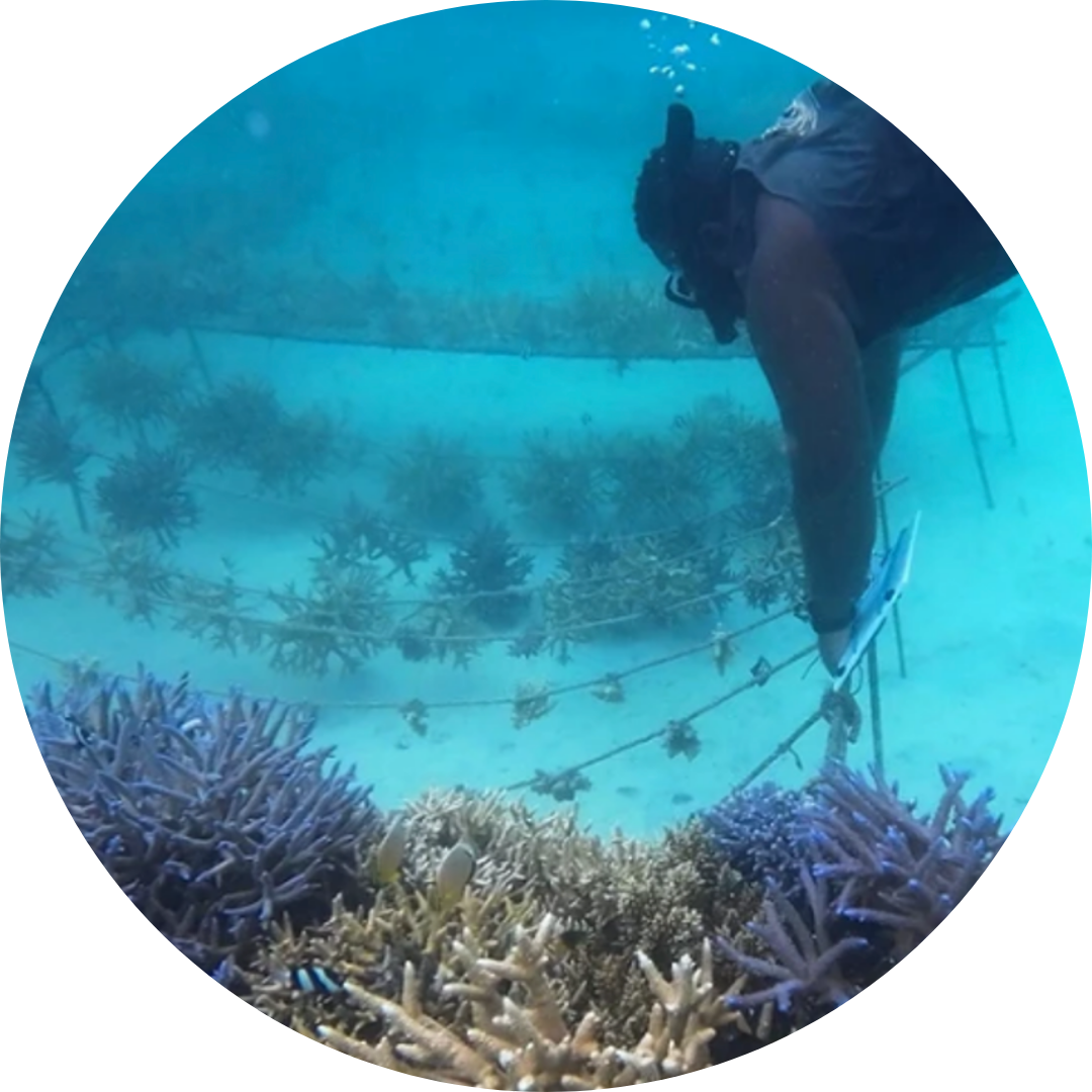 Coral Conservation this World Ocean Day 2024 - Lomani Island Resort & Spa